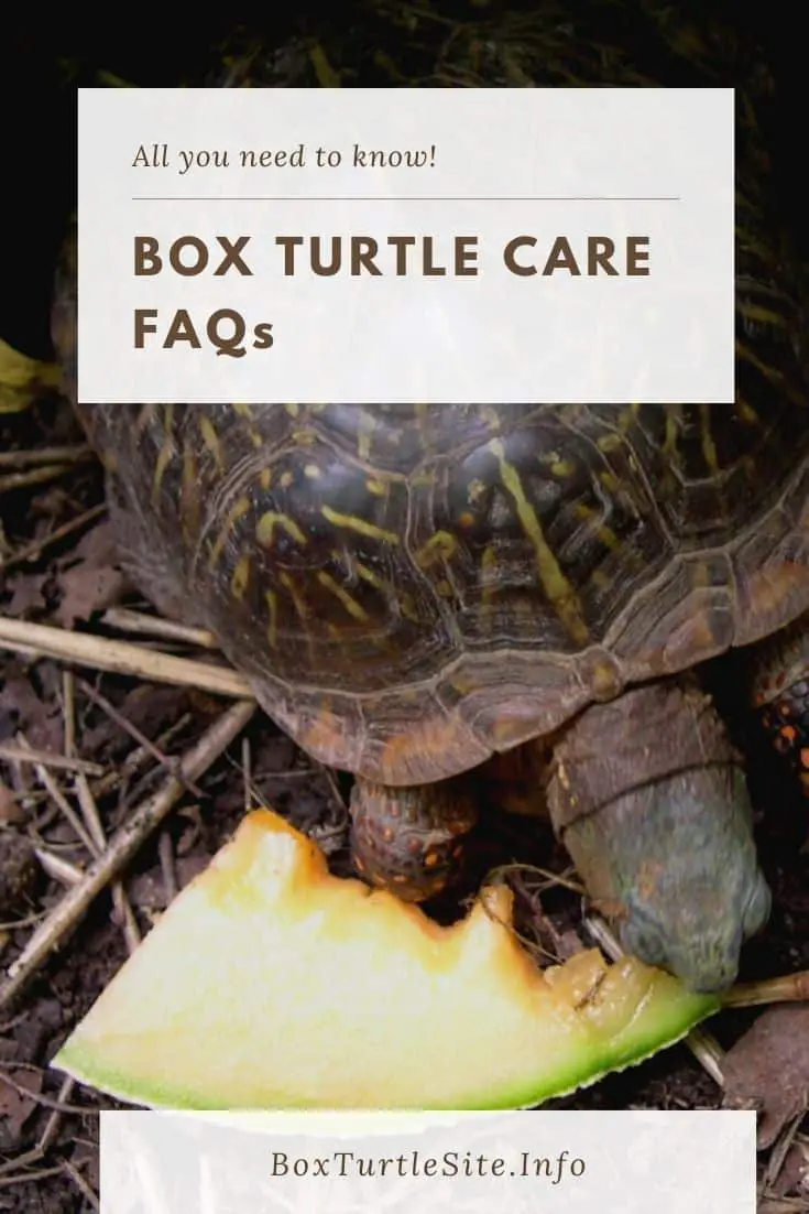 Box Turtle Care FAQs - Box Turtle Site