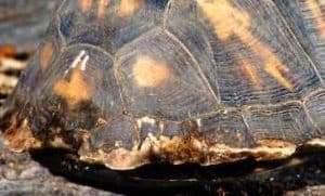 Box Turtle Health Care and Common Diseases - Box Turtle Site