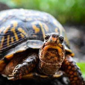 Box Turtle Hibernation - Tips and Tricks - Box Turtle Site
