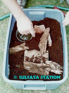 The Ultimate Guide on How to Build an Indoor and Outdoor Box Turtle ...