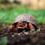Box Turtle Health Care and Common Diseases - Box Turtle Site