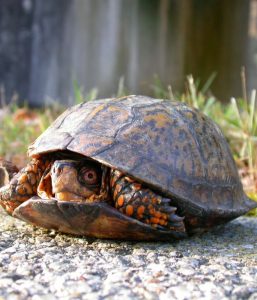 Box Turtle Anatomy - Box Turtle Site