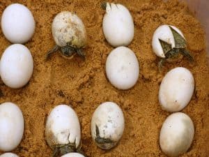 How to hatch turtle eggs - Box Turtle Site
