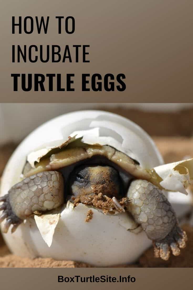 How to hatch turtle eggs - Box Turtle Site